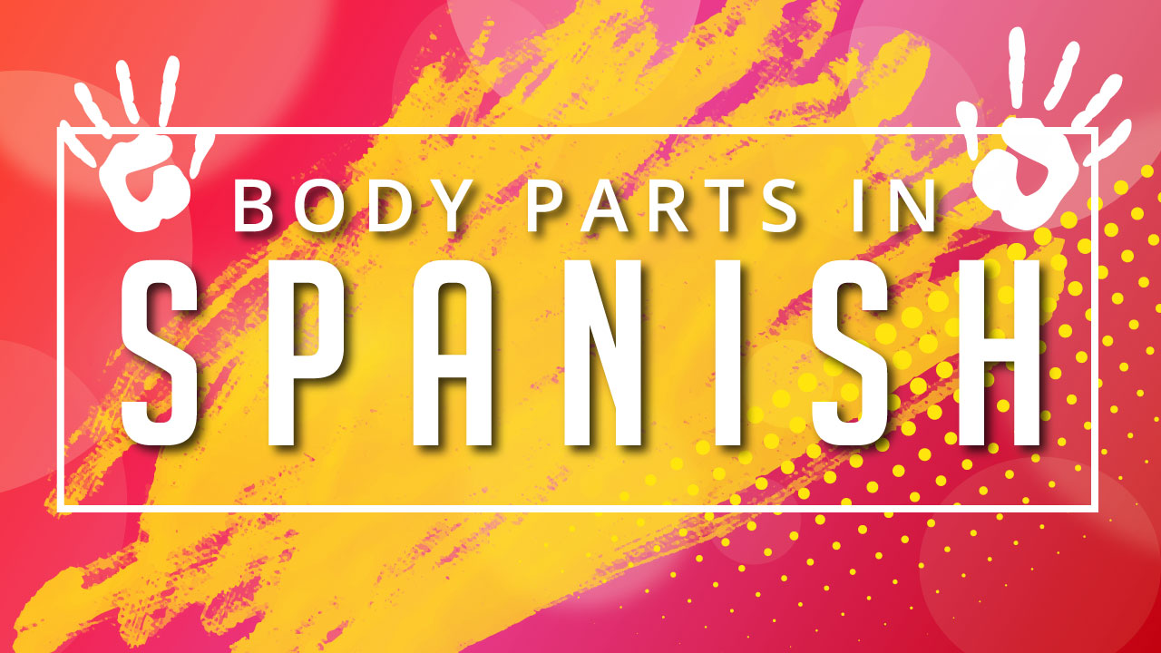 Full List Of Body Parts In Spanish Including Instructional Video 